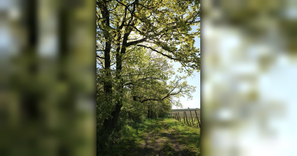 Änderung der Holzabgabe ab 02.10.2023 | Groß-Umstadt - Website